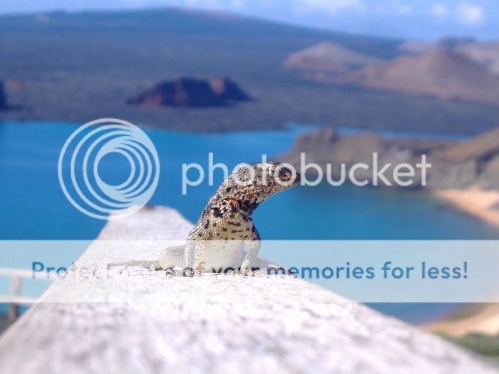 It's not the camera..... - Field Herp Forum