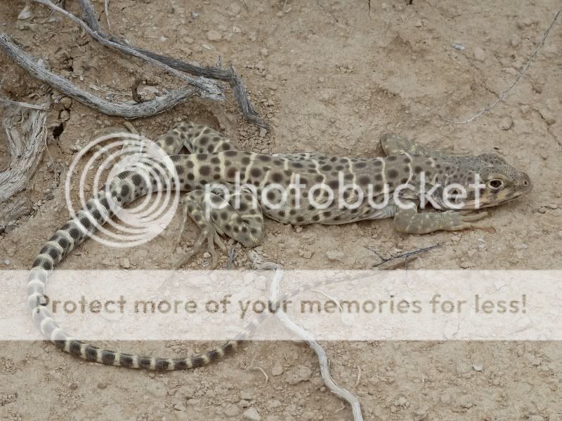 2.5 months in the Mojave Desert recap (~100 pics) - Field Herp Forum