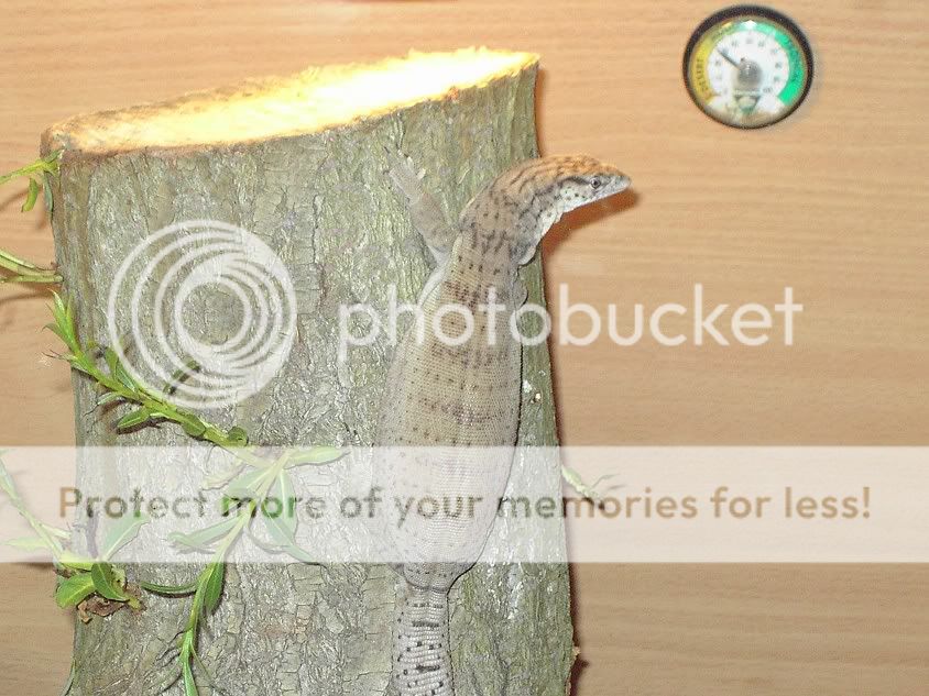 Eastern - Varanus Gilleni - pygmy mulga monitors | Reptile Forums