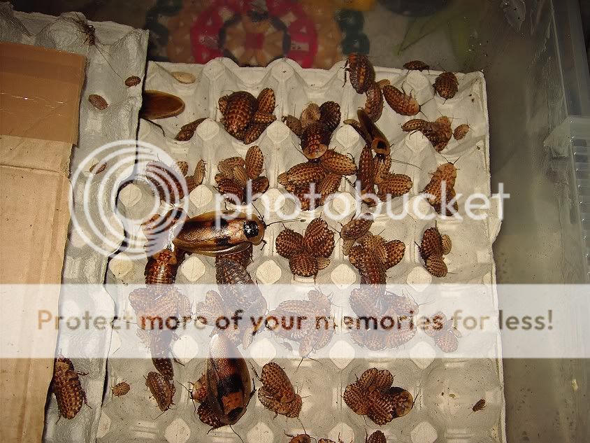 70 x Discoid Roaches | Reptile Forums