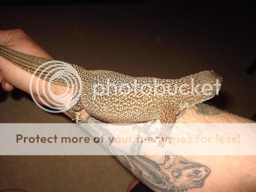 Storr's Monitor keepers? | Reptile Forums