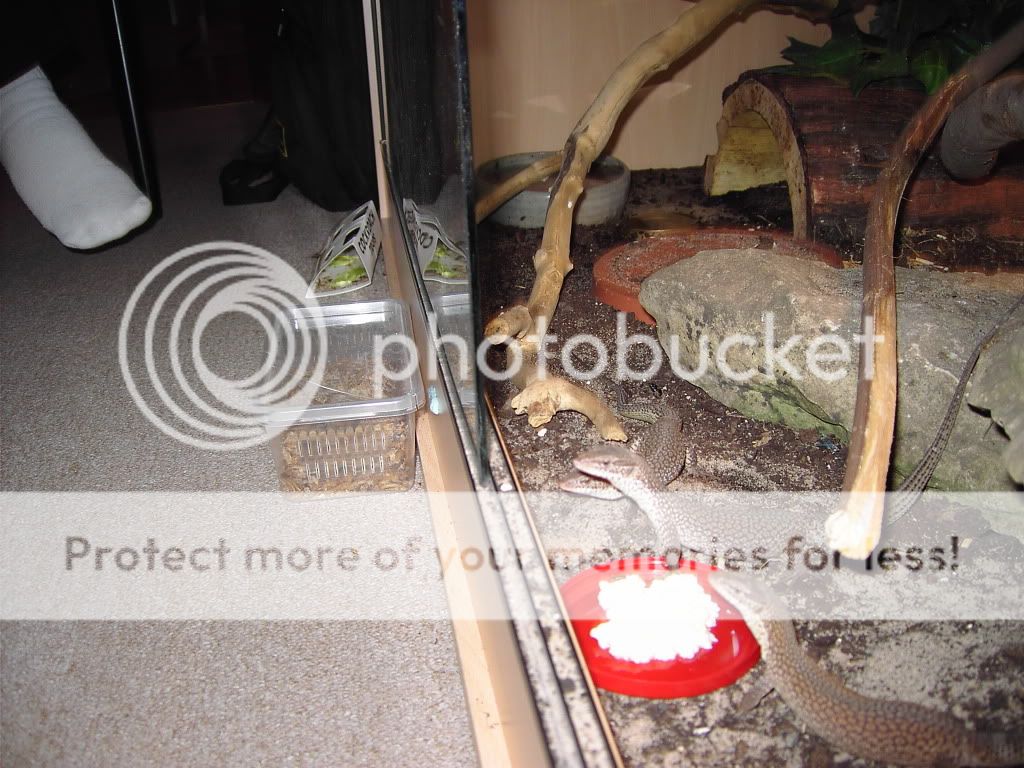 Storrs Monitors | Reptile Forums