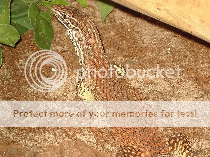 Dwarf monitors and Earless dragons | Reptile Forums