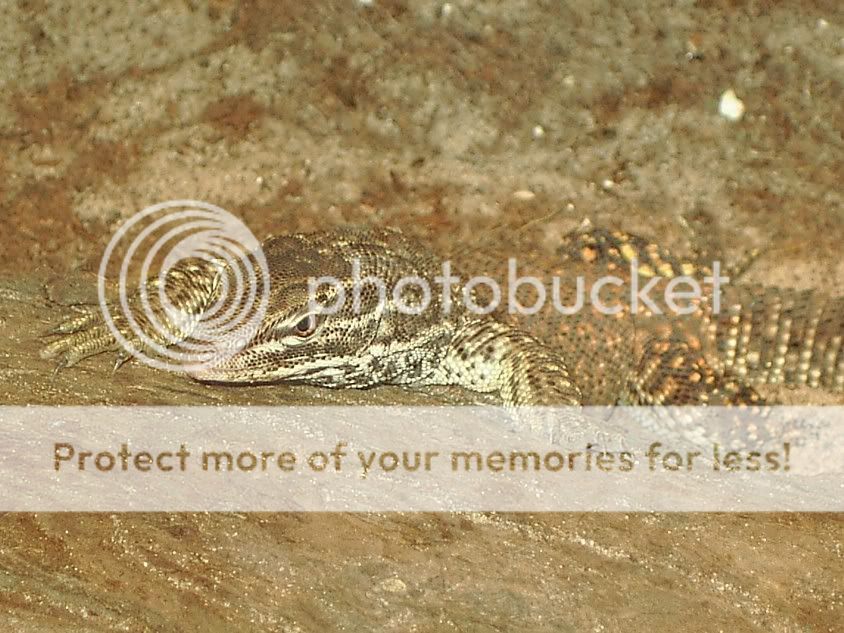 Dwarf monitors and Earless dragons | Reptile Forums