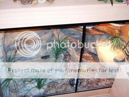 Storr's Monitor keepers? | Reptile Forums
