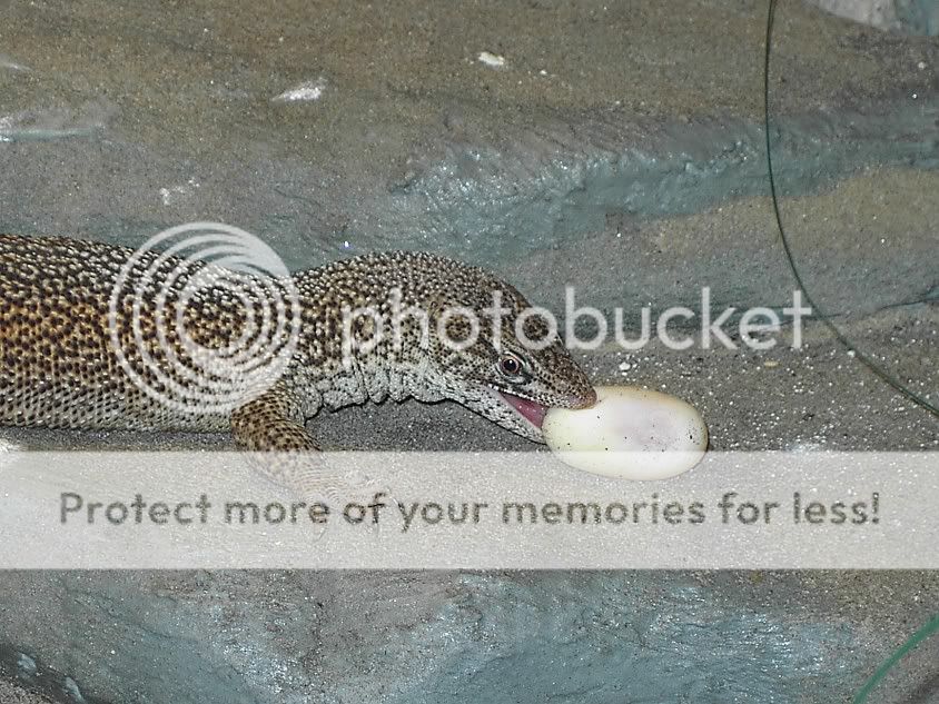 Storr's Monitor keepers? | Reptile Forums