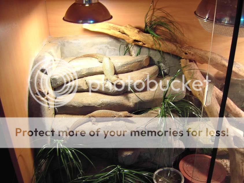 Storr's Monitor keepers? | Reptile Forums