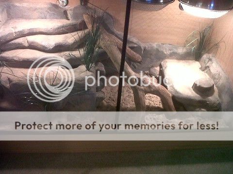 Storr's Monitor keepers? | Reptile Forums