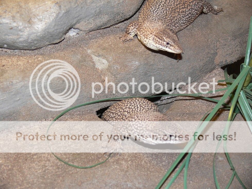 Storr's Monitor keepers? | Reptile Forums