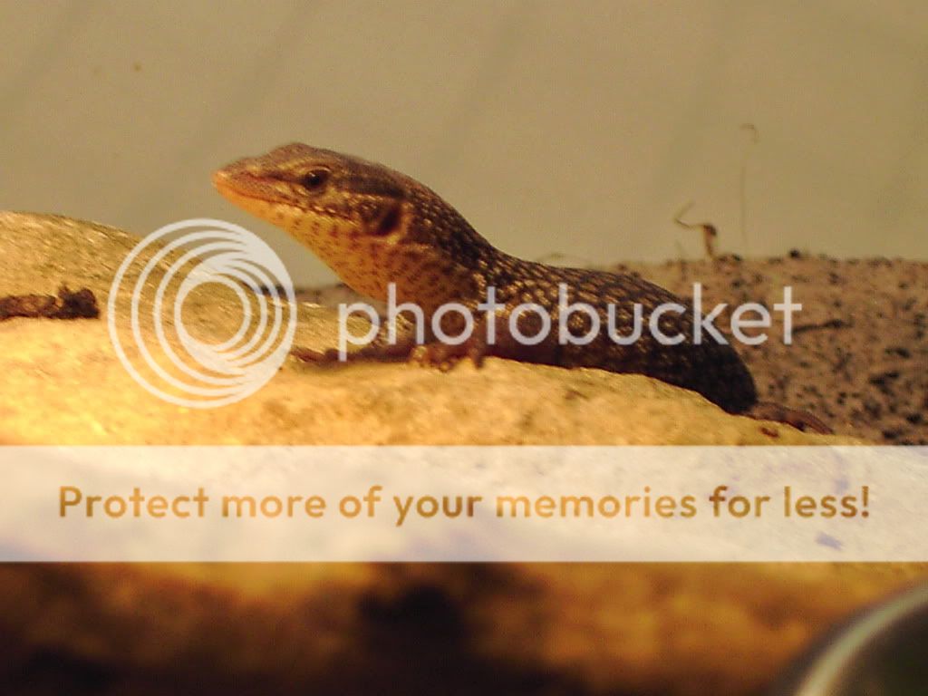 Storrs Monitors | Reptile Forums