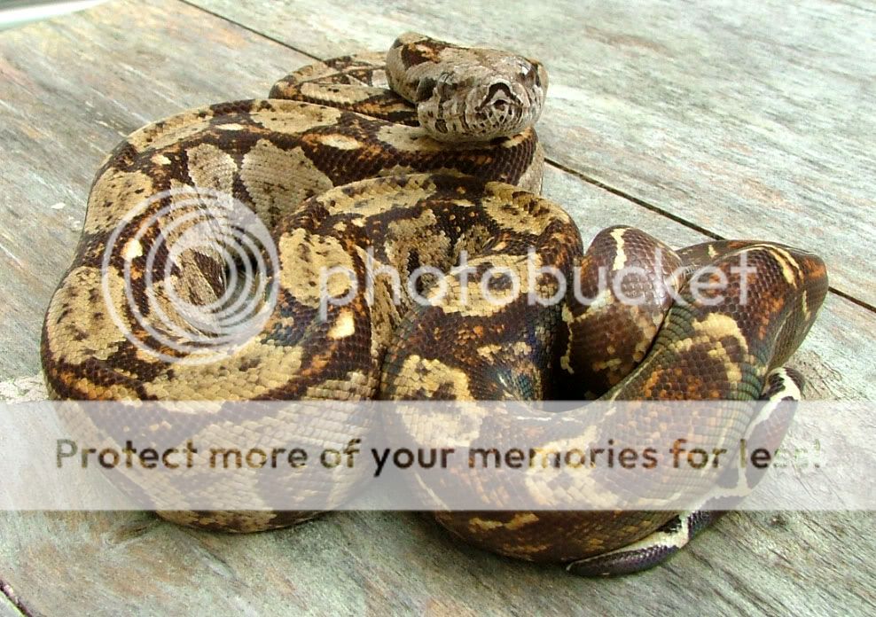 costa rican boas? | Reptile Forums