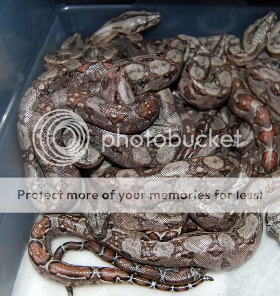 sonoran dwarf boa vs hog island boa. | Reptile Forums