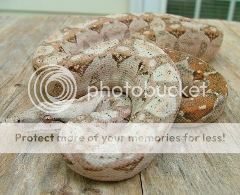 Best dwarf boa?????? | Reptile Forums